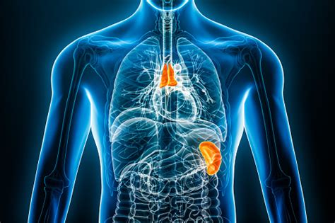 Xray 흉선과 비장 내부 장기 3d 렌더링 그림에는 남성의 신체 윤곽이 있습니다 인체 해부학 림프계 의료 생물학 과학 의료 개념 흉선에 대한 스톡 사진 및 기타 이미지