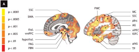 Figure 6 From The Theory Of Constructed Emotion An Active Inference