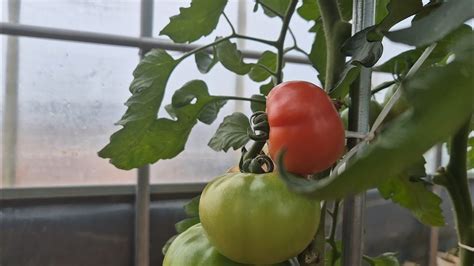 남자가 토마토를 먹어야 하는 이유 Youtube