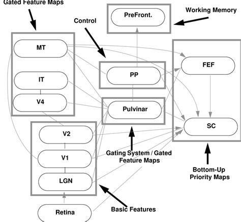 5 Proposed Attentional Functions Of The Different Visual Areas