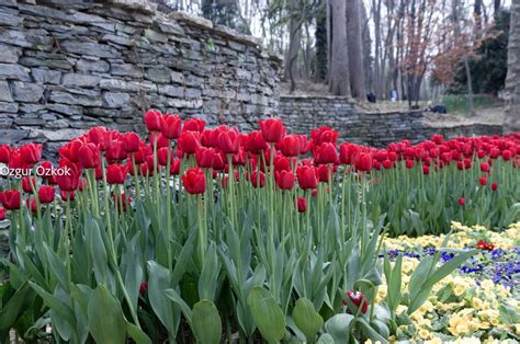 Springtime Love Affair Özgür Özkök