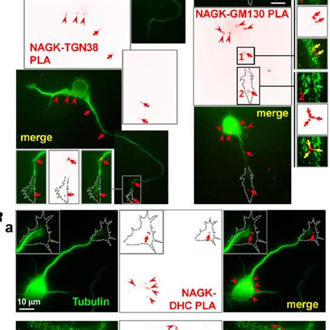 Nagk Dynein Golgi Tripartite Interaction In Growing Axons A Download Scientific Diagram
