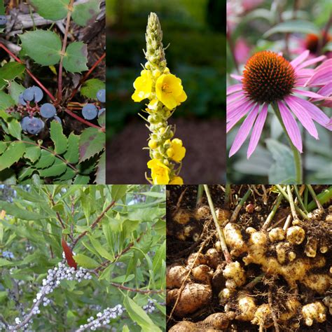 Sinus Formula Dogwood Botanical Apothecary