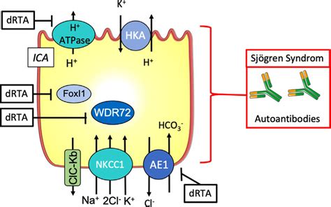 Schematic Representation Of The Type A Intercalated Cells Of The Download Scientific Diagram