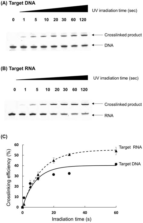 Figure 3 From Synthesis And Evaluation Of Oligonucleotide Containing 2