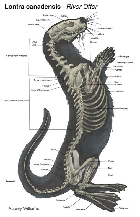 Lontra Canadensis River Otter Skeletal System Anatomía Animal
