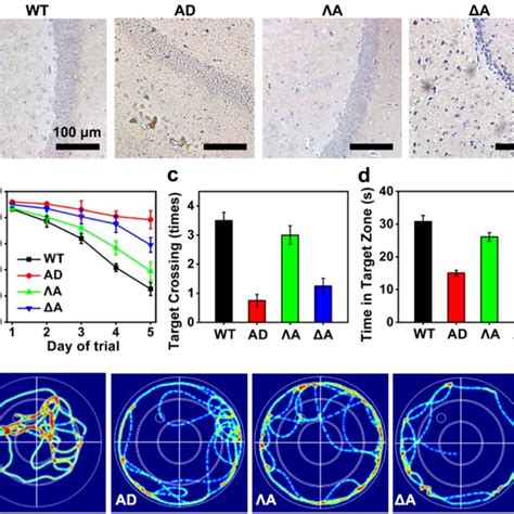 Improvement Of Cognitive Function In Ad Model Mice With Λa A Download Scientific Diagram