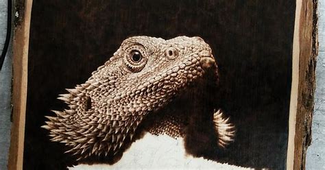 Bearded Dragon Pyrography Work In Progress Album On Imgur
