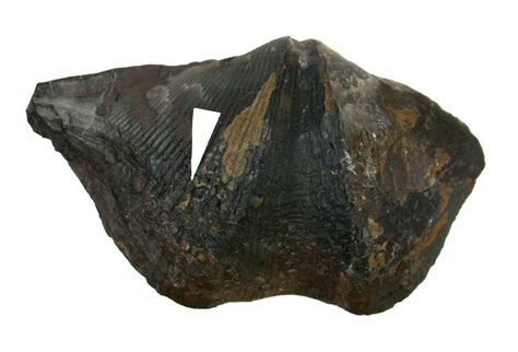 Spirorbis Sp Daudin 1880 On Big Cyrtospirifer Grabaui Paekelmann