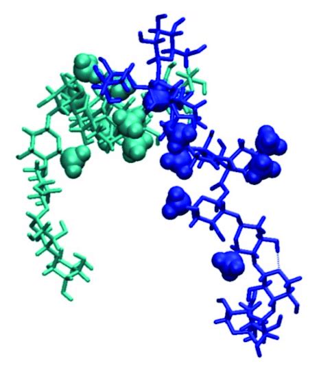 Radial Pair Distribution Function For Methyl Carbon Atoms Of The