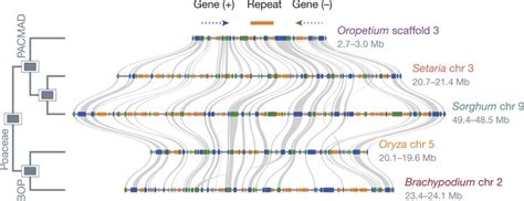 9 0 Genome Visualization And Comparative Genomics — Plants And Python