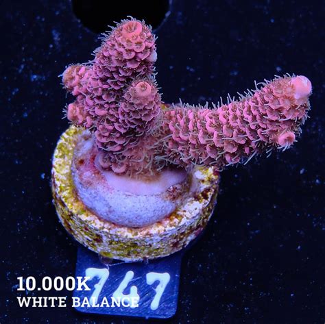 Acropora Millepora Pink And Green Polyps Toms Coral