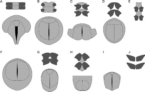 Schematic Representations Of The Proximal Leg Arrangement Upper Rows Download Scientific