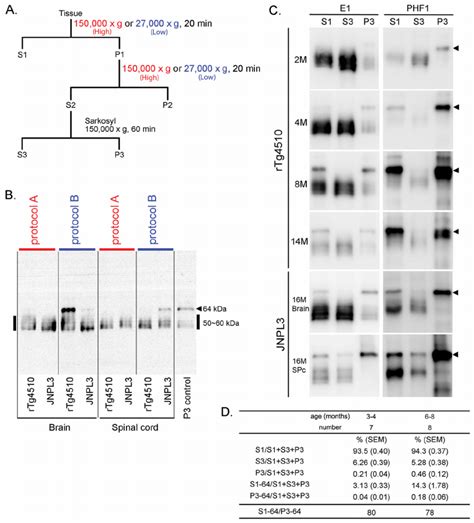 Sarkosyl Insoluble Tau Preparations From The Brains Of Rtg4510 And