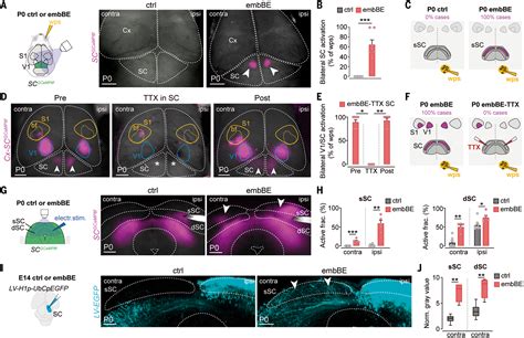 input dependent segregation of visual and somatosensory circuits in the