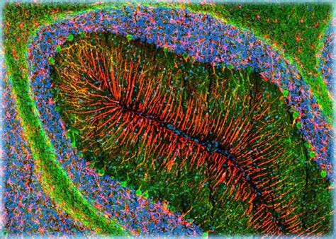 Cerebellum