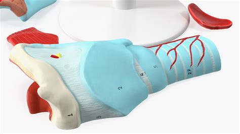 Disassembled Medical Model Of Larynx 3d Model 79 3ds Blend C4d