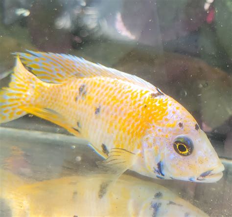 Ob Peacock Aulonocara Sp Ob Buy Live Fish Online Online Fish
