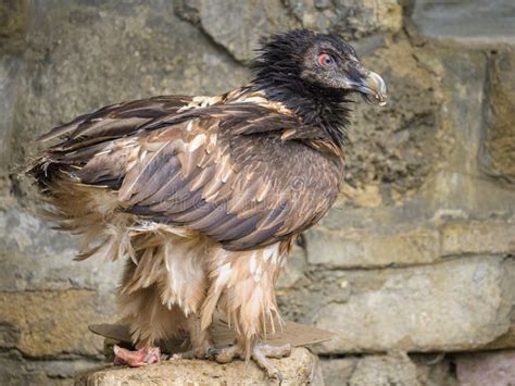 A Bearded Vulture Eating On The Ground Stock Image Image Of
