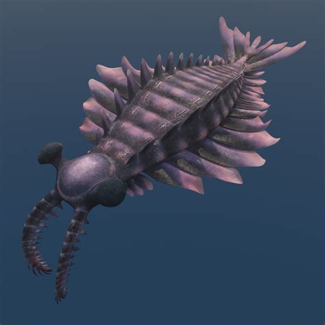3d Model Anomalocaris Canadensis
