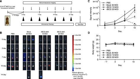 In Vivo Anti Tumor Effects Of Recombinant Bacillus Calmette Guérin Download Scientific Diagram