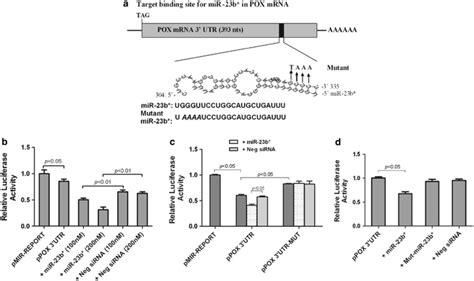 R 23b Directly Targets 3′utr Of Pox Mrna A Schematic Representation Download Scientific