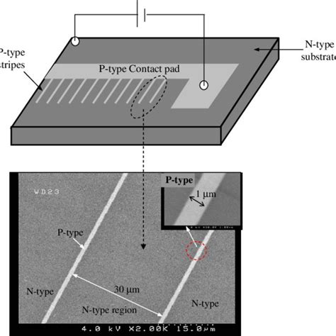 Schematic Diagram Of The Experimental System Dma Is The Differential