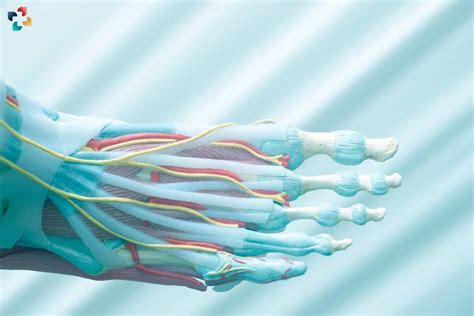 Exploring The Function And Importance Of The Flexor Digitorum Longus Muscle The Lifesciences