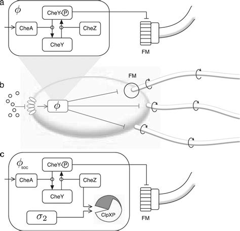 using synthetic soc to modify cell level search behavior a network ϕ
