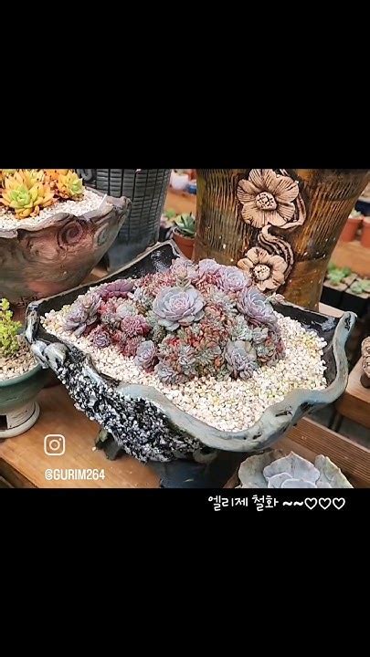 엘리제철화~~♡♡♡ 엘리제철화 철화다육 철화 다육 다육이 Youtube