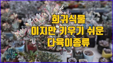 희귀식물 이지만 잘크는 다육이 강력 추천 Youtube