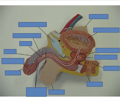 Male Reproductive Model Labeling Diagram Quizlet