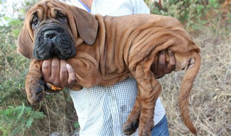 Korean Mastiff Dog Breed Information Dogexpress
