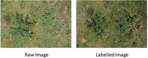 Remote Sensing Free Full Text Feature Learning Based Approach For Weed Classification Using