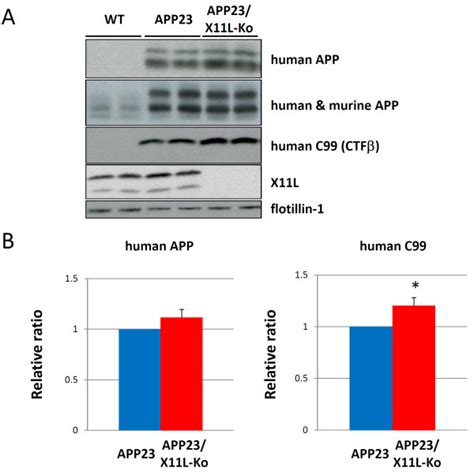 Expression Of App And Generation Of Primary Amyloidogenic Fragment Ctfβ