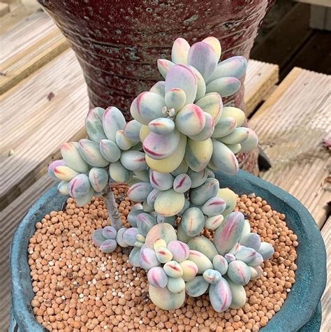 Cotyledon Orbiculata Cv Variegated Succulent Garden Diy Succulent