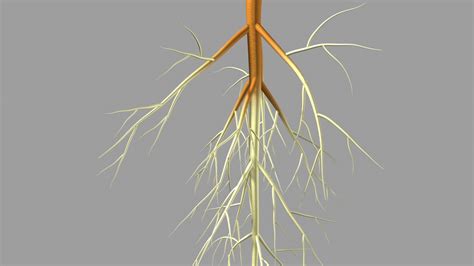 obj plant root