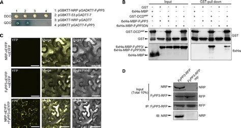 Interaction Between NRP And FyPP In Vitro And In Vivo Download Scientific Diagram