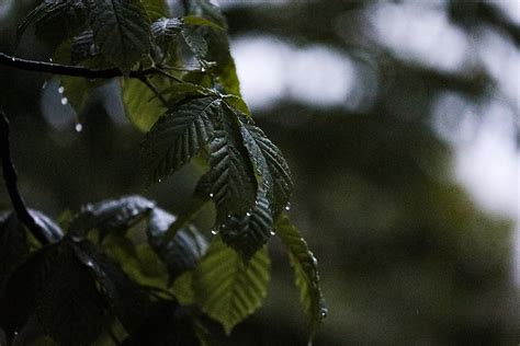 Фотозарисовка. Вечерний дождь в Минске