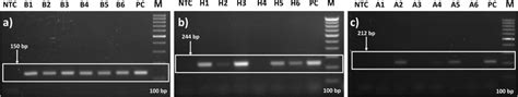 Species Specific Pcr Assay With Single Drug Market Formulation With