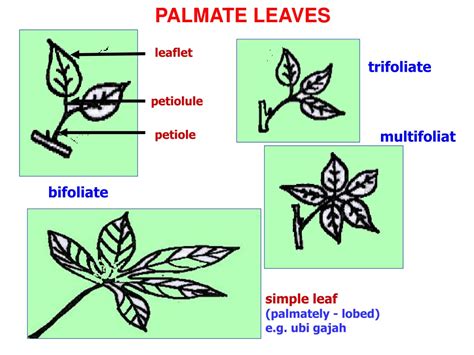 Ppt Leaf Morphology Powerpoint Presentation Free Download Id9505383