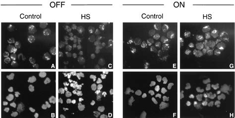 Immunocytochemical Examination Of Cytochrome C Release The Download Scientific Diagram