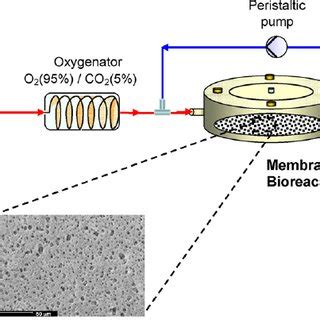 Scheme Of The Bioreactor And Perfusion System Download Scientific