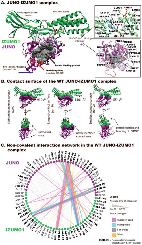Molecular Dynamics Of Juno Izumo1 Complexation Suggests Biologically