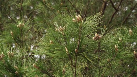 Babe Pine Cone On The Tree Image Free Stock Photo Public Domain Photo CC Images