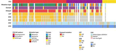 Lollipop Plot Depicting The Frequency And Position Of Tp53 Mutations