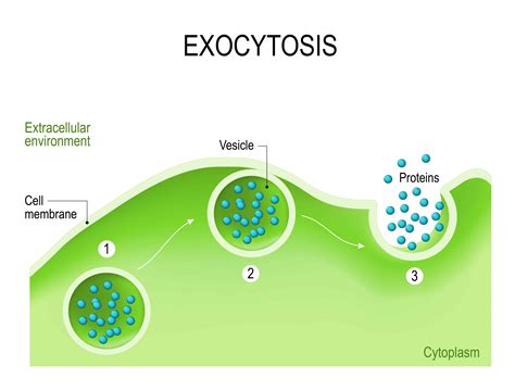 Exocytosis Collocation The Exocyst Complex In Exocytosis And Cell