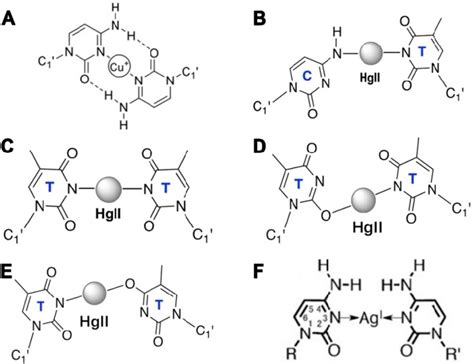 A The Chemical Structure Of C Cu C Base Pair Reproduced With Download Scientific Diagram