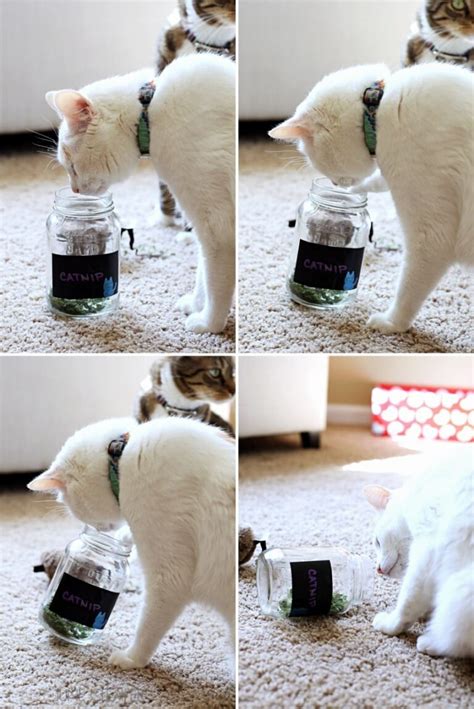 how to dry fresh catnip in two minutes anti june cleaver
