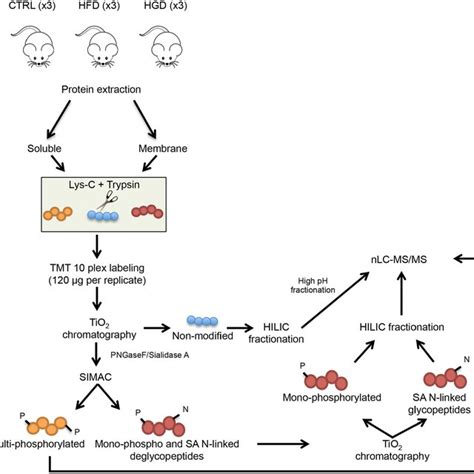 Workflow Of Quantitative Mass Spectrometry Based Proteomic Approach